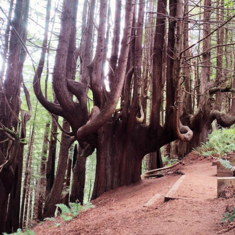 Candelabra Trees of Mendo Hike - Sanctuary Forest