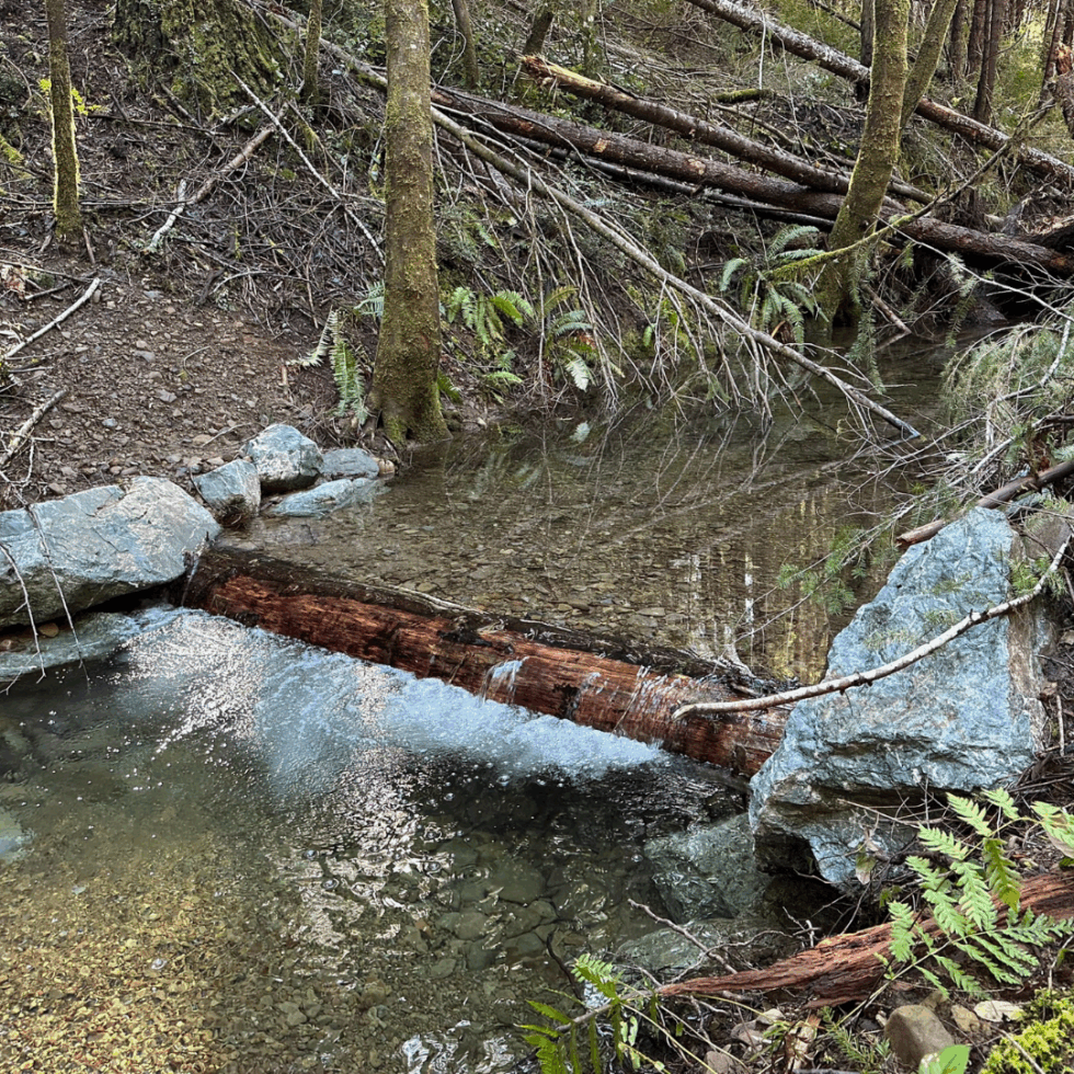 Log & Boulder Weirs | Stream Restoration by Sanctuary Forest
